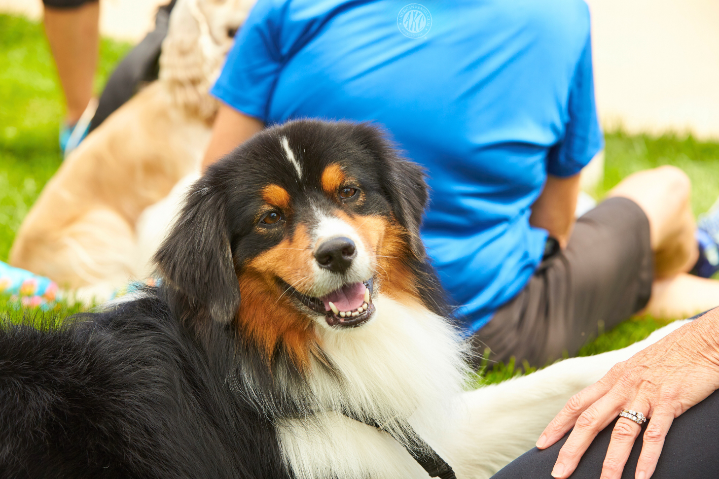 American Kennel Club